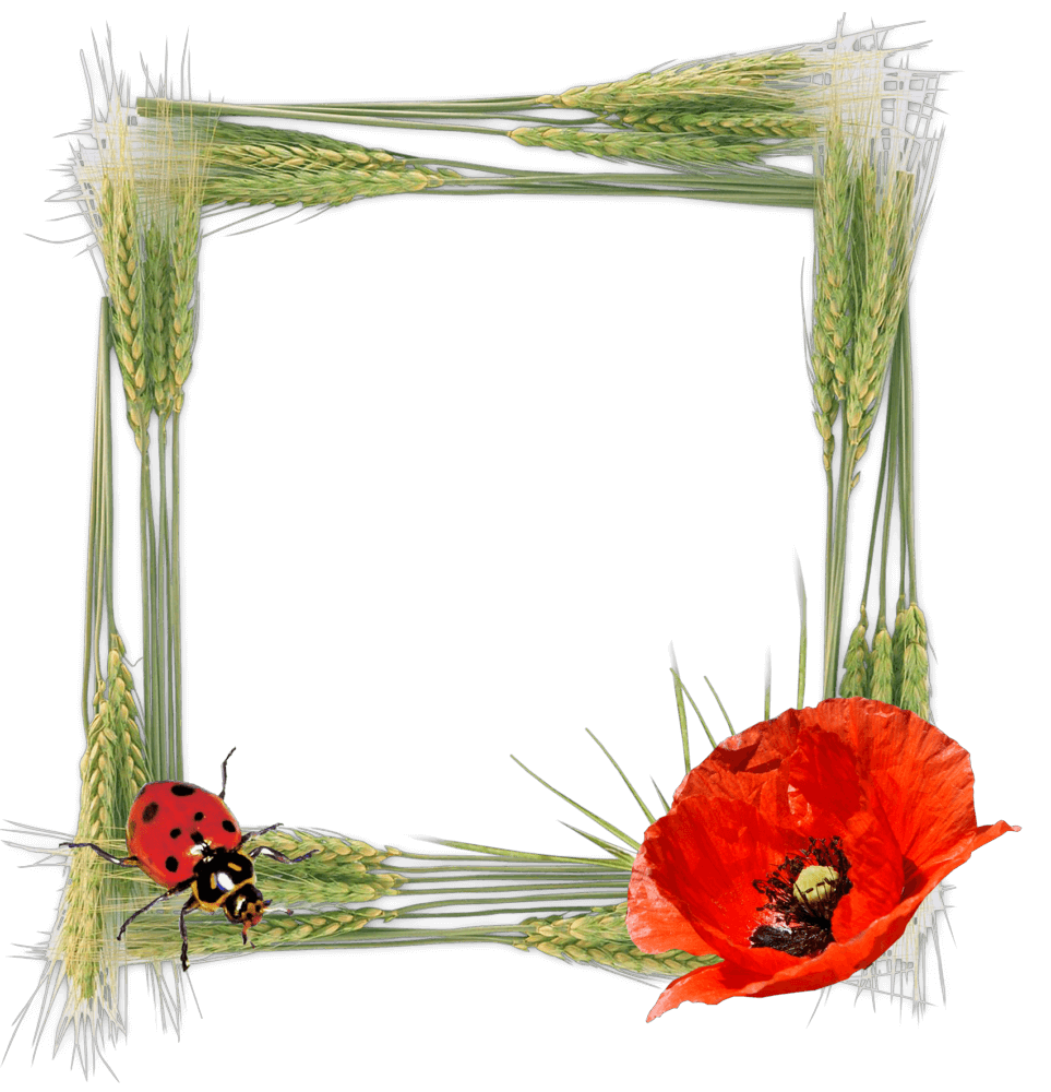 Marco de Flores Rojas | Descargar Marcos